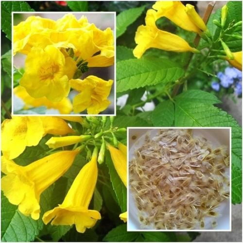 Tecoma Stans Esperanza Seeds, Yellow Bells, Trumpetbush Flower, High ...