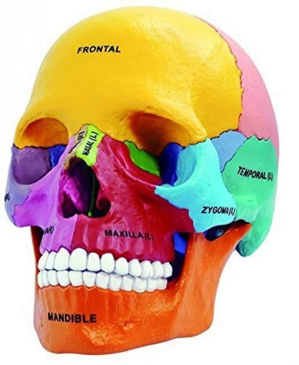 Tedco Toys 26087 4D Anatomy Didactic Exploded Skull Model - Walmart.com