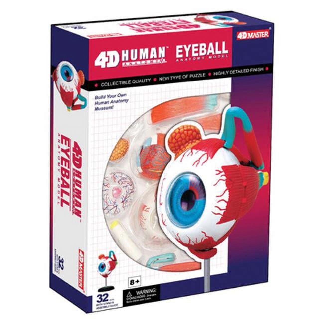 Tedco Toys 26054 4D Anatomy Eyeball Model - Walmart.com
