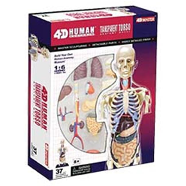 Tedco Toys 4D Human Anatomy Transparent Torso Model - Walmart.com