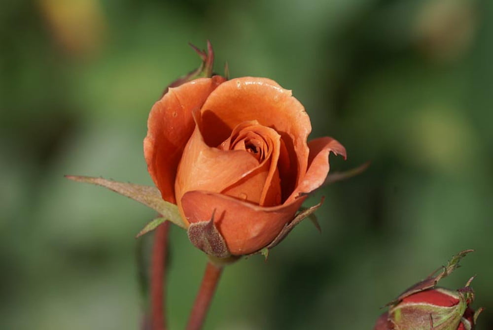 Teddy Bear Mini Rose Bush - Unusual Russet Color - Fragrant/Hardy - 4 ...