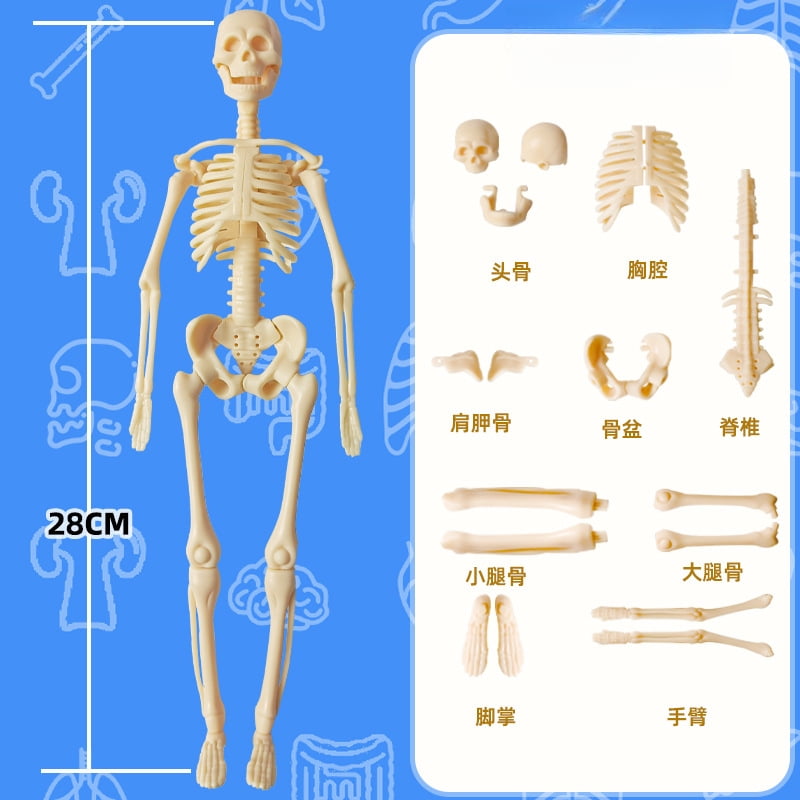 Teen Anatomy Toy Interactive Human Body Model, 11.24 Inch DIY Assembled ...