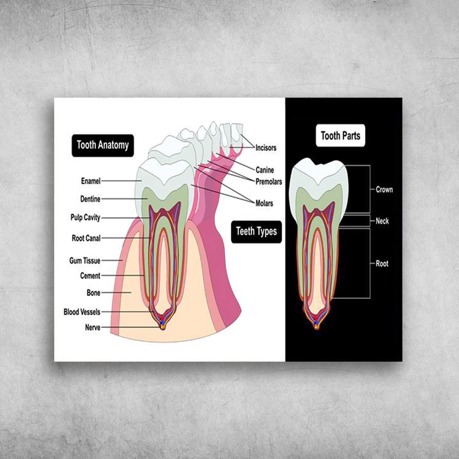 Teeth Care, Dentist Poster, Tooth Anatimy, Teeth Types, Tooth Parts 24 ...