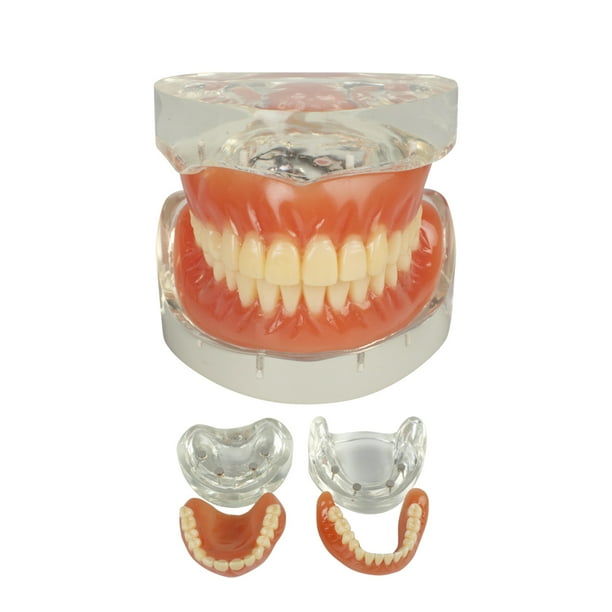 Teeth Demonstration Model Adult Standard with Removable Teeth for ...
