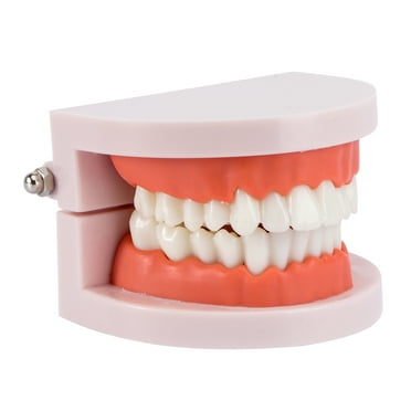BE-TOOL Dental Standard Teeth Models Human Mouth Teaching Demonstration ...