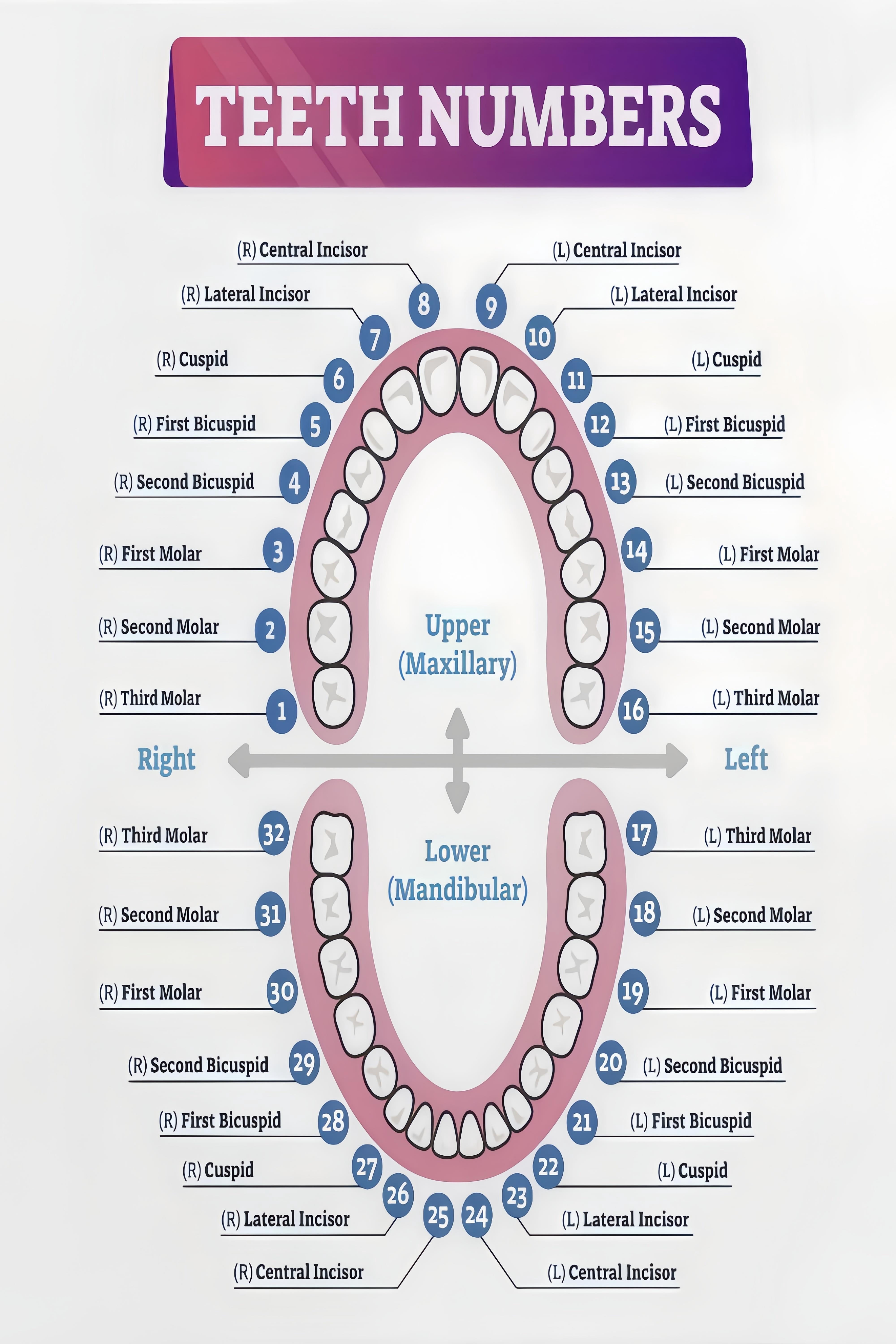 Teeth Numbers Dental Anatomy Chart upper lower jaw clinical Wall poster ...