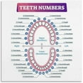 Teeth Numbers Dental Hospital Poster Canvas for Bedroom Living Room ...