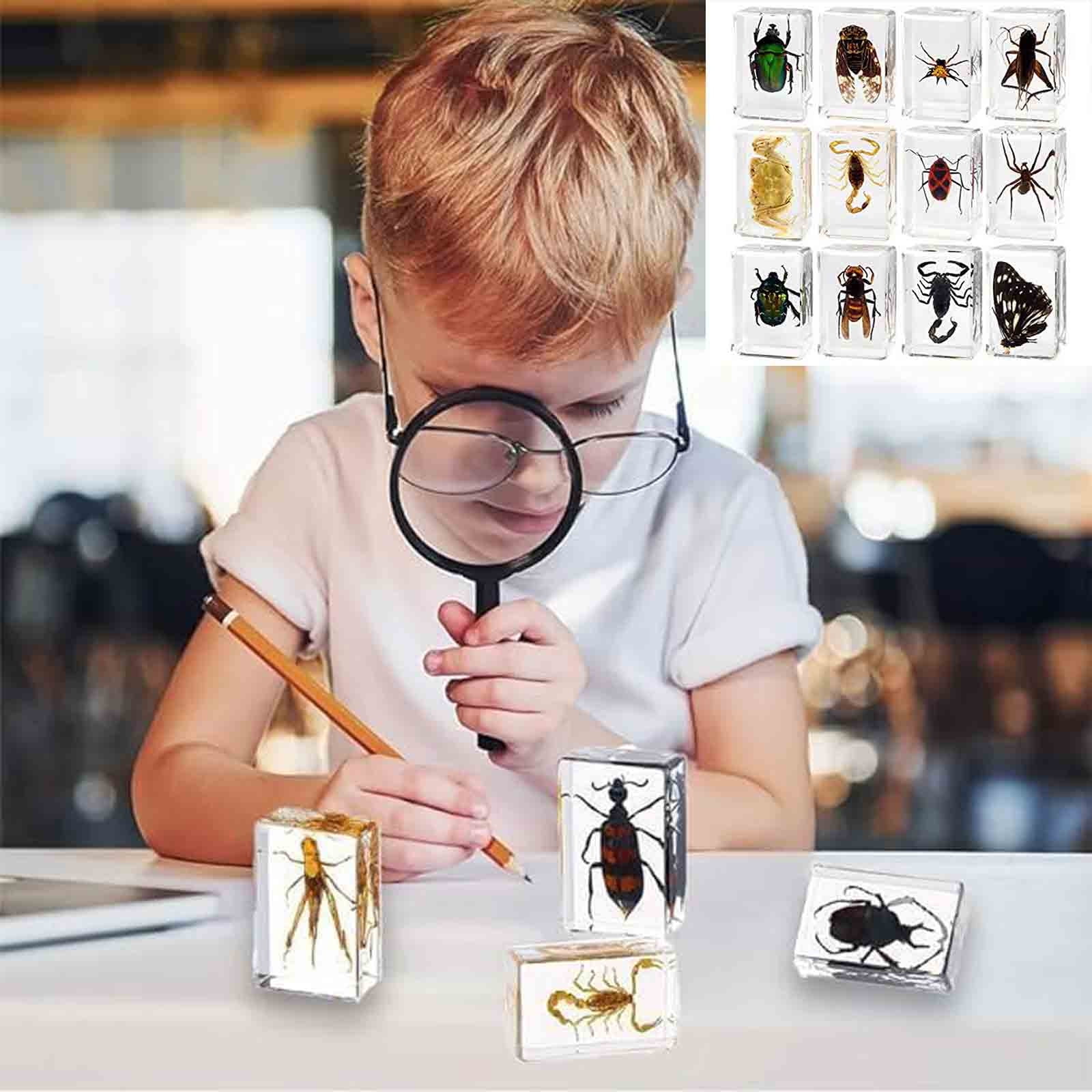 Teissuly Clear Resin 12 Piece Set Insect Taxidermy Collection Various ...