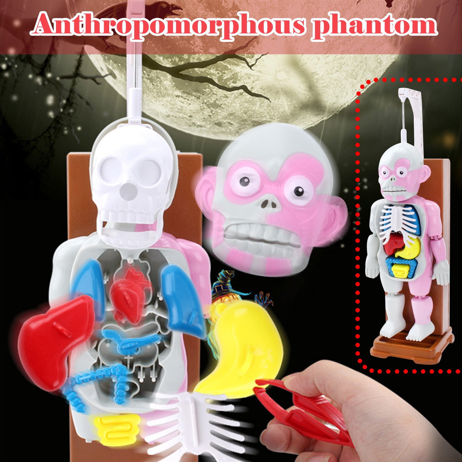 Tejiojio Children'S Toy Human Body Model Human Organ Anatomical ...