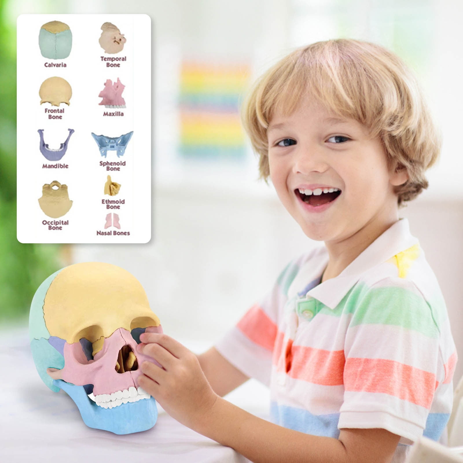 Tejiojio Clearance Human Skull Model Teaching Detachable Specimen Skull ...