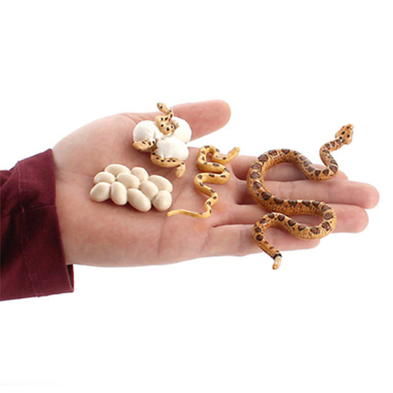 Tejiojio Simulation Snake Growth Life Cycle Playset Educational ...