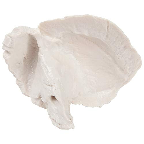 Temporal Bone - Left, Human Skull Anatomy Model, Medical Vision ...