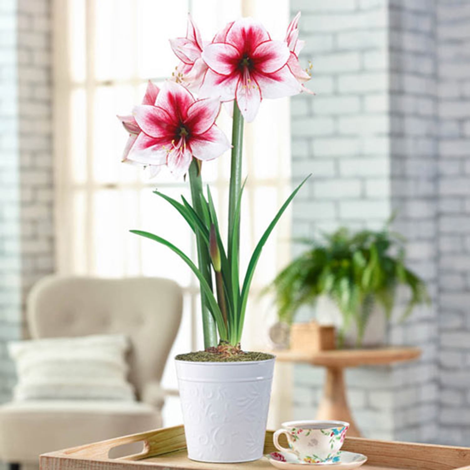 Temptation Galaxy White and Red Flowering Amaryllis Bulb Gift Kit ...