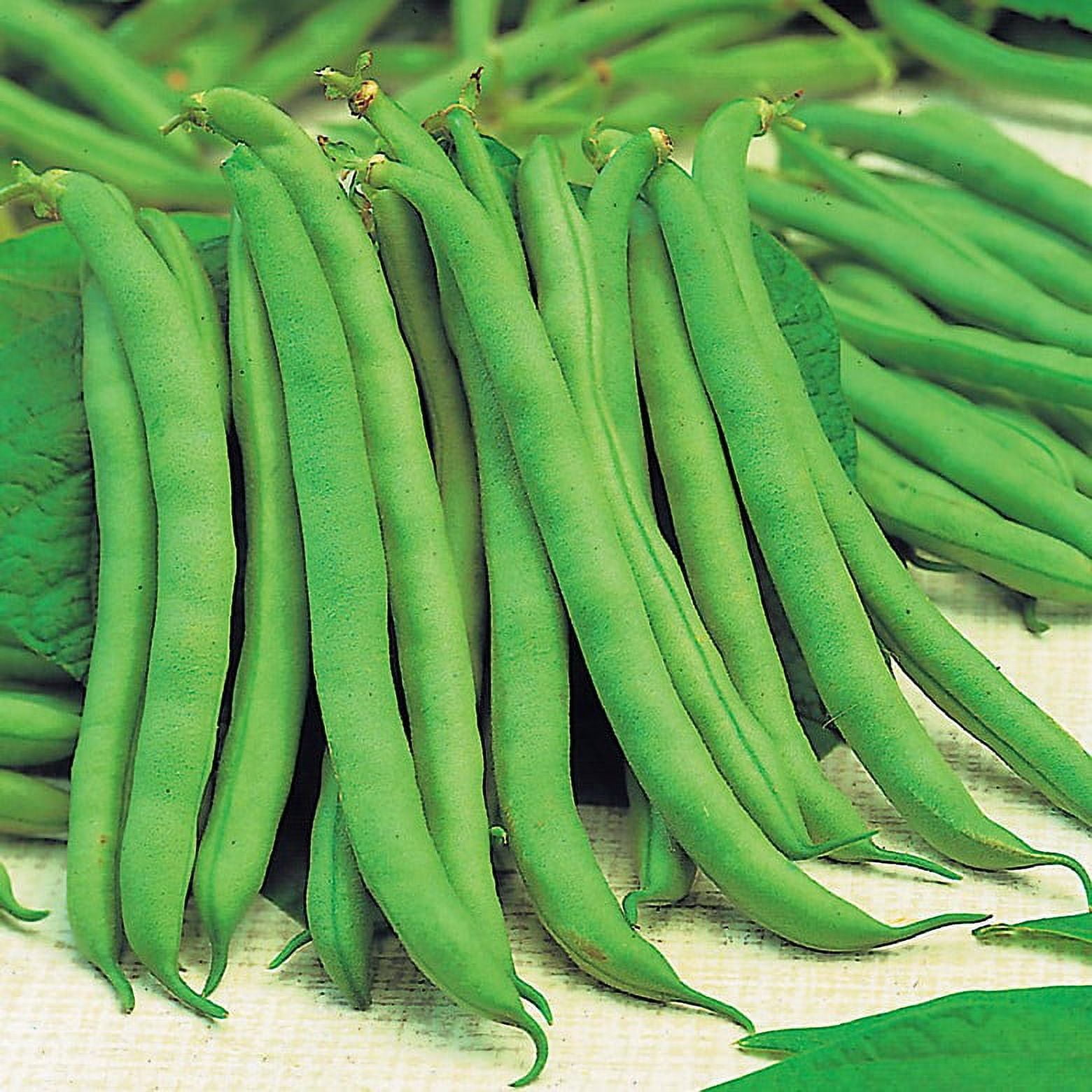 Tendergreen Bush Bean Seeds - 100 Count Seed Pack - Recommended for ...