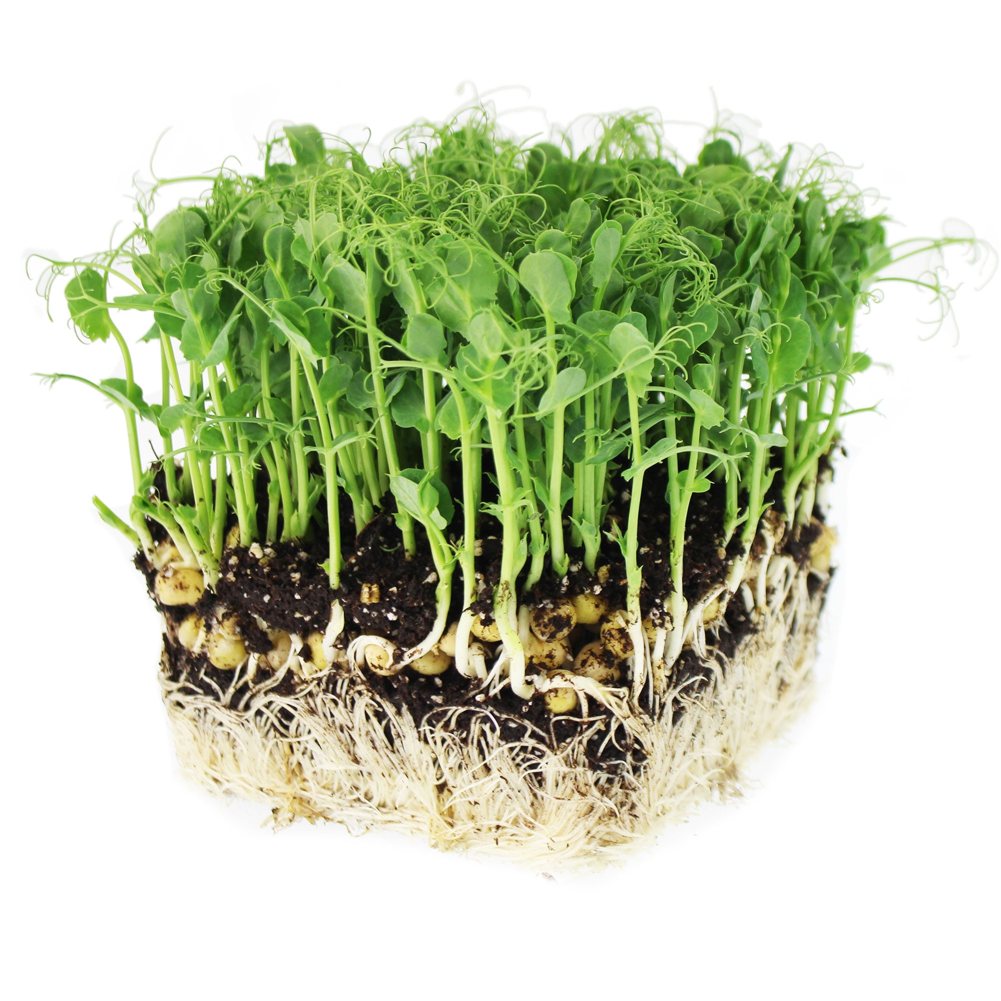 Tendril Pea Microgreens Seeds - 5 Lb Bulk ~7,200 Seeds - Non-GMO Peas ...