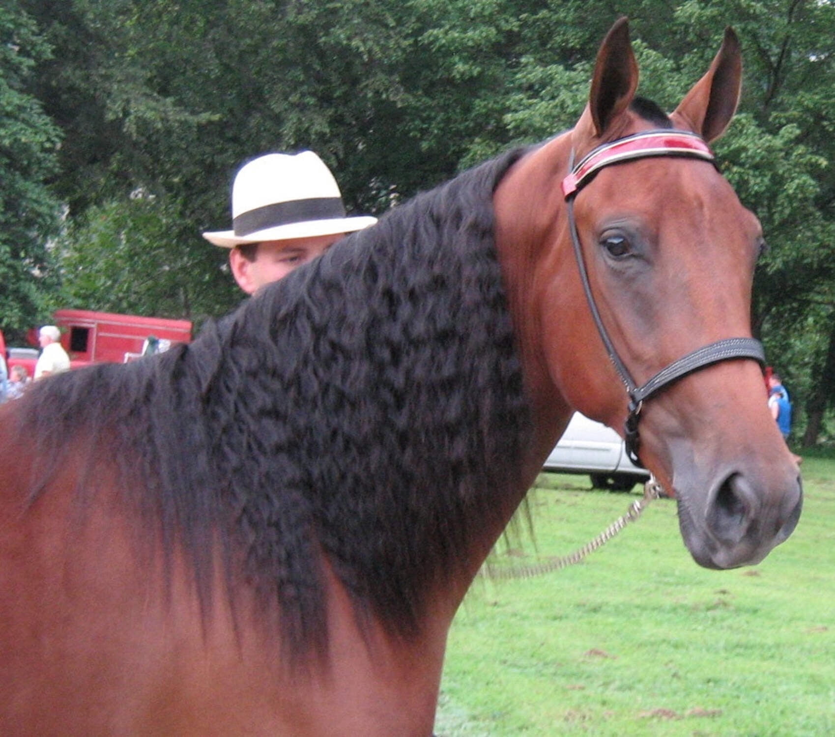 Tennessee Walking Horse GLOSSY POSTER PICTURE PHOTO PRINT BANNER ...