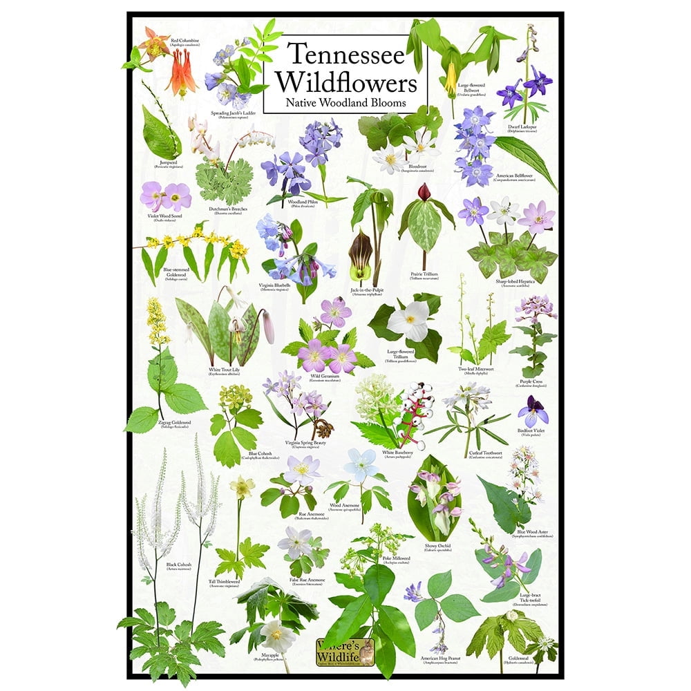 Tennessee Wildflowers Poster - Native Woodland Blooms - Educational ...