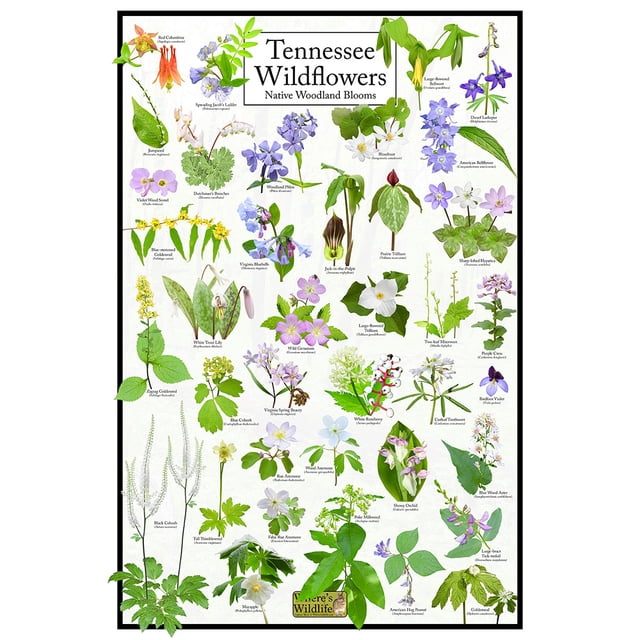 Tennessee Wildflowers Poster - Native Woodland Blooms - Educational ...