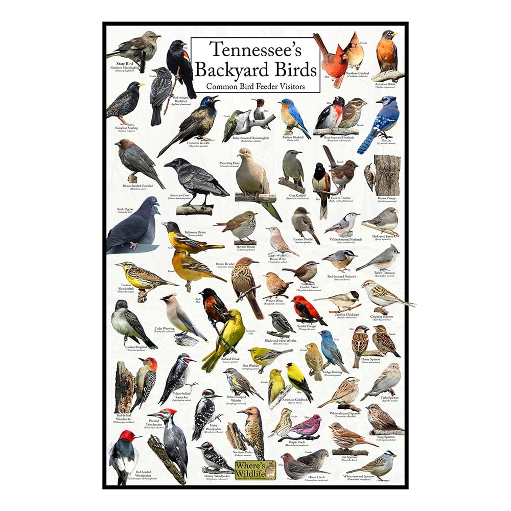 Tennessee's Backyard Birds Poster - Tennessee Bird Chart Highlighting ...