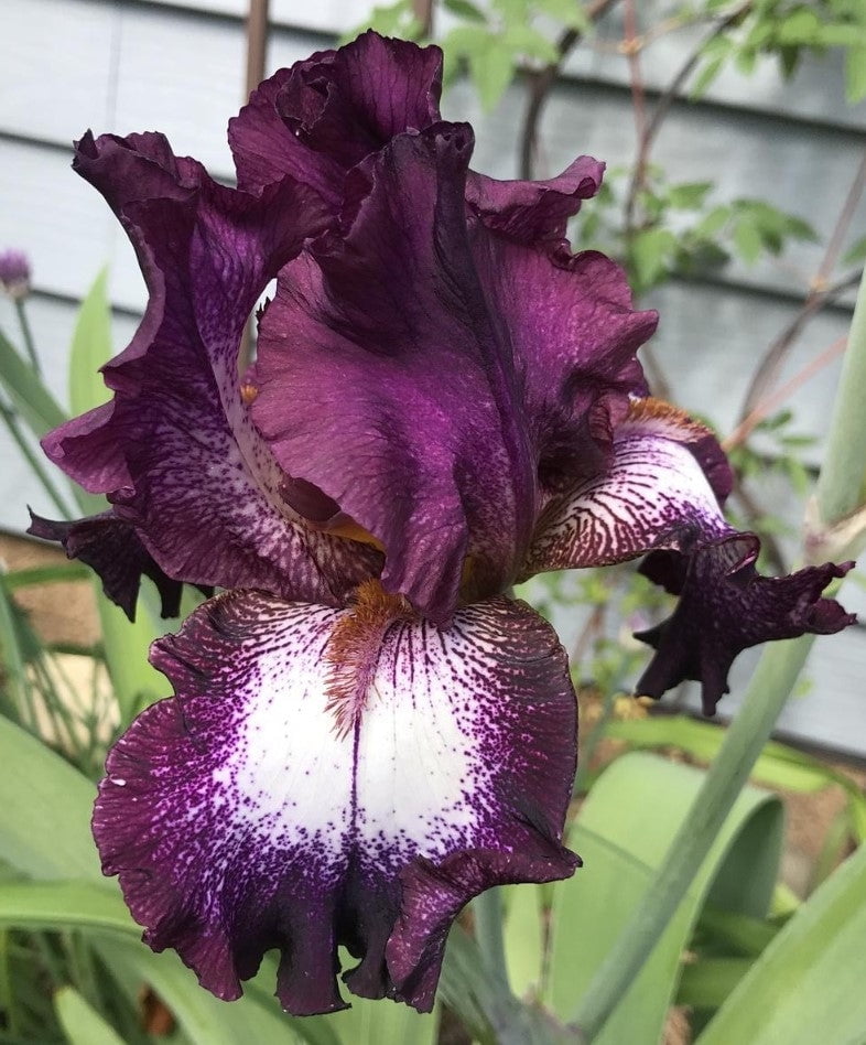 'Tennison Ridge' Bearded Iris - Walmart.com