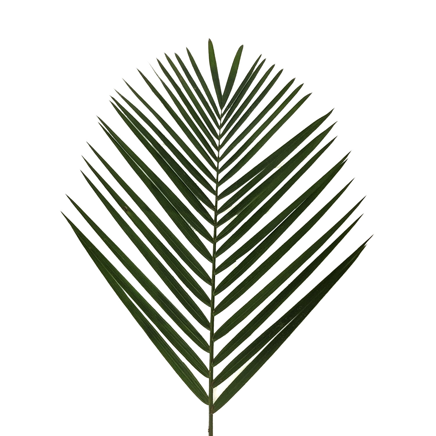 Tepee Palm - Fresh Cut - 200 Stems - Walmart.com