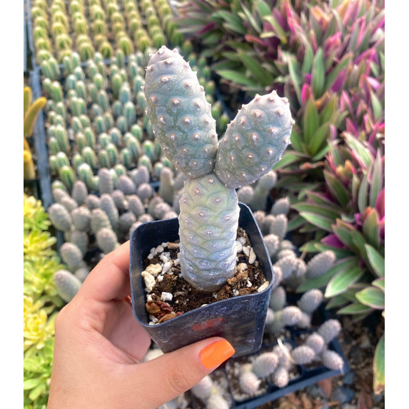 Tephrocactus Articulatus Var. Inermis - Pine Cone Cactus Succulent Live ...