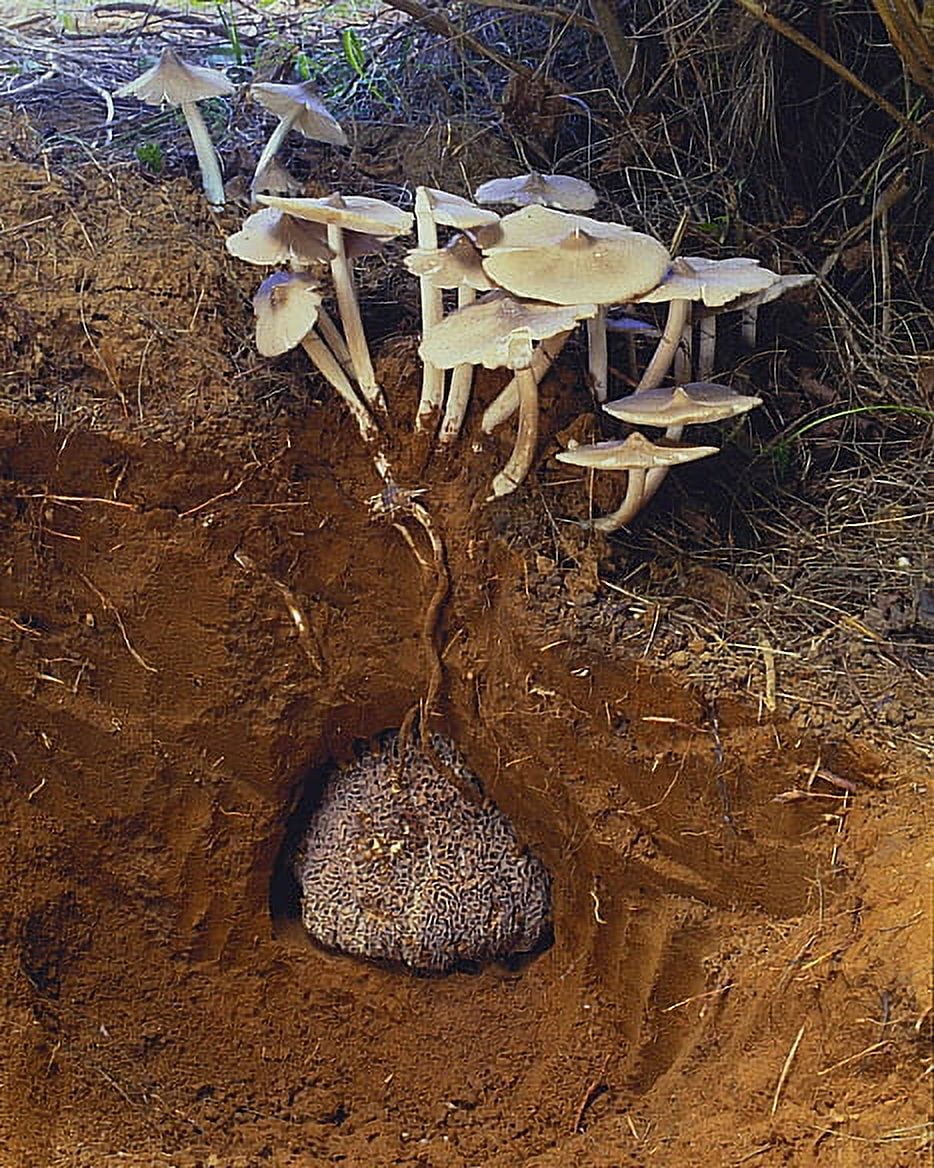 Termite Mushroom (Termitomyces albuminosus) - Walmart.com
