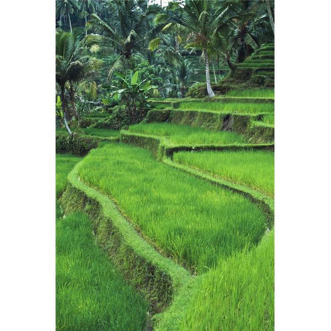 Terraced Fields of Rice Poster Print, 12 x 19 - Walmart.com