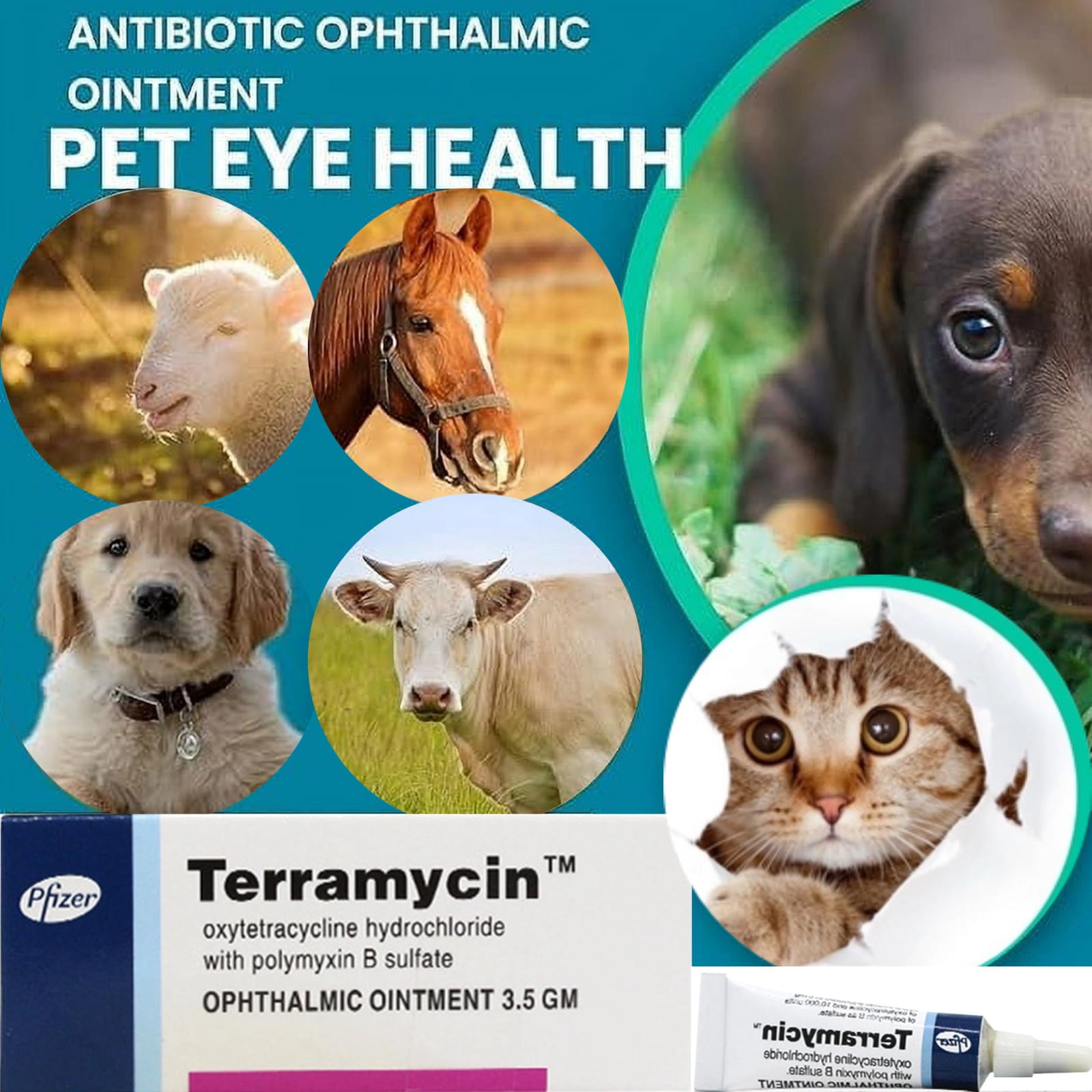 Terramycin Eye Ointment for Cats, Dogs & Horses: Antibiotic Treatment ...