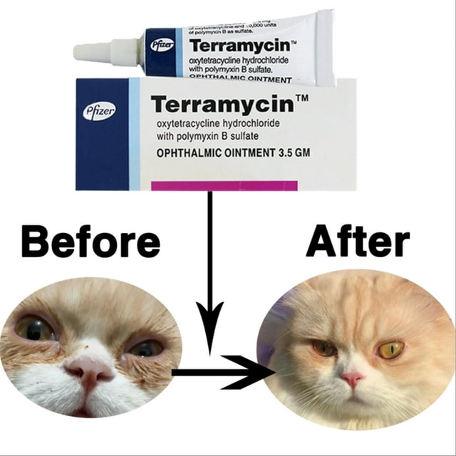 Terramycin eye ointment for cats, dogs & horses Antibiotic Ointment Eye ...