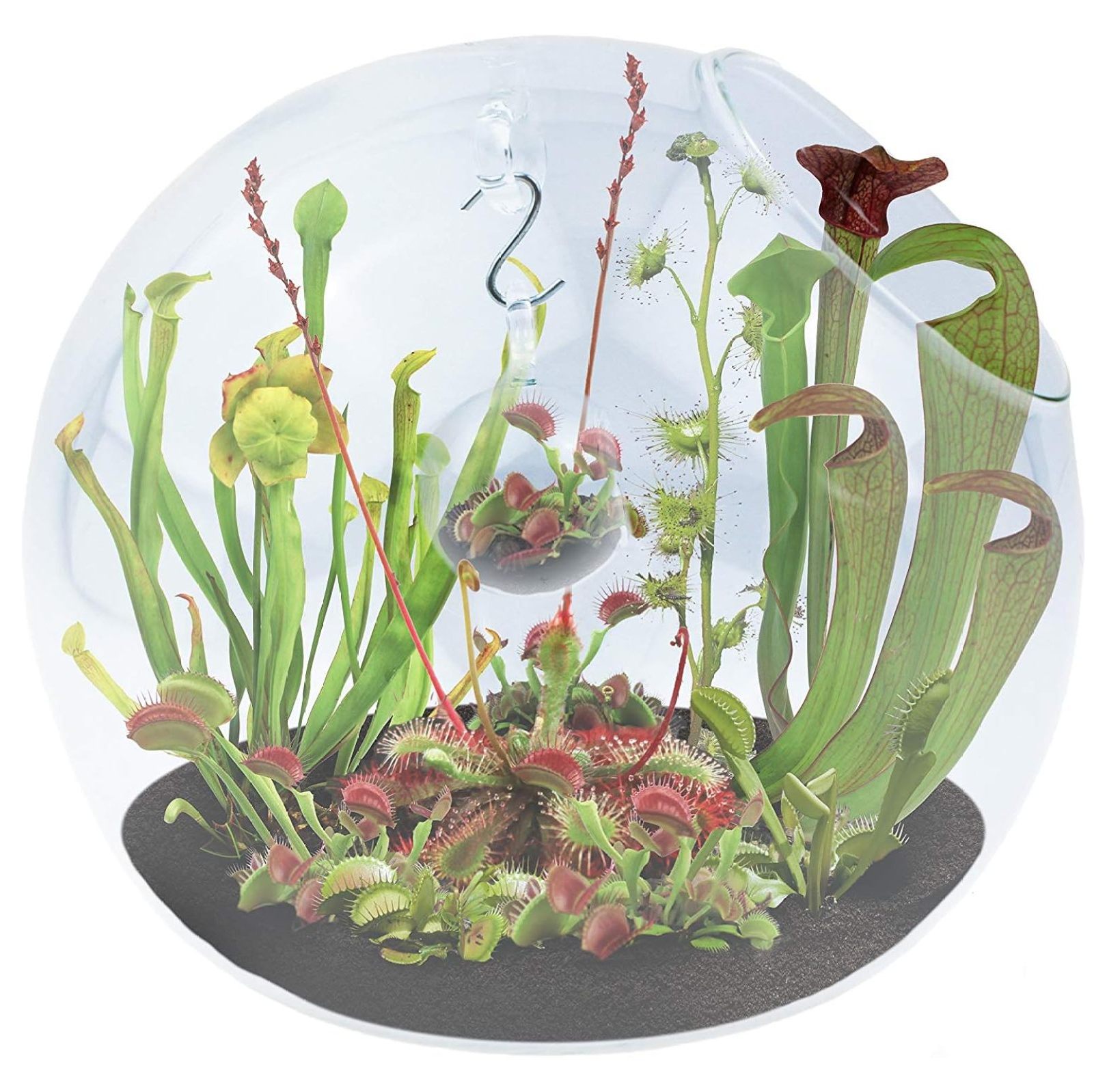 Terrarium in a Terrarium - Carnivorous Creatures | Collection of Fly ...