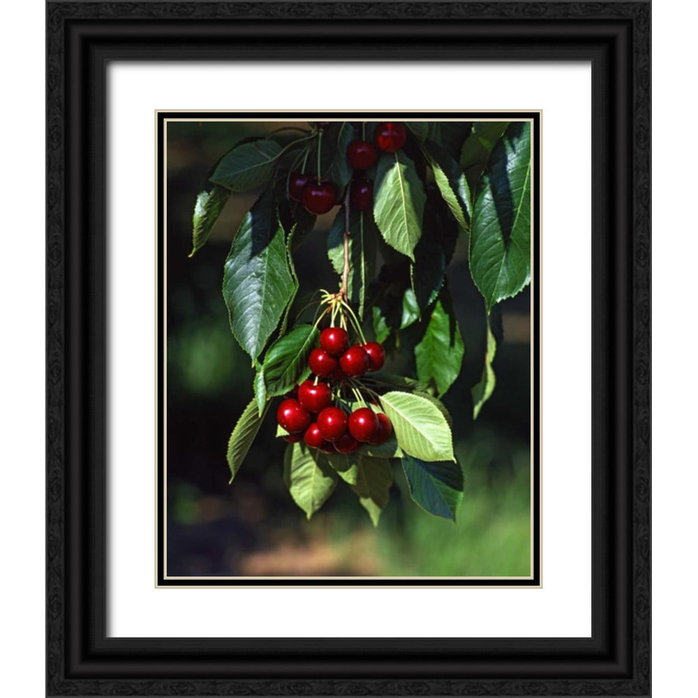 Terrill, Steve 12x14 Black Ornate Wood Framed with Double Matting ...