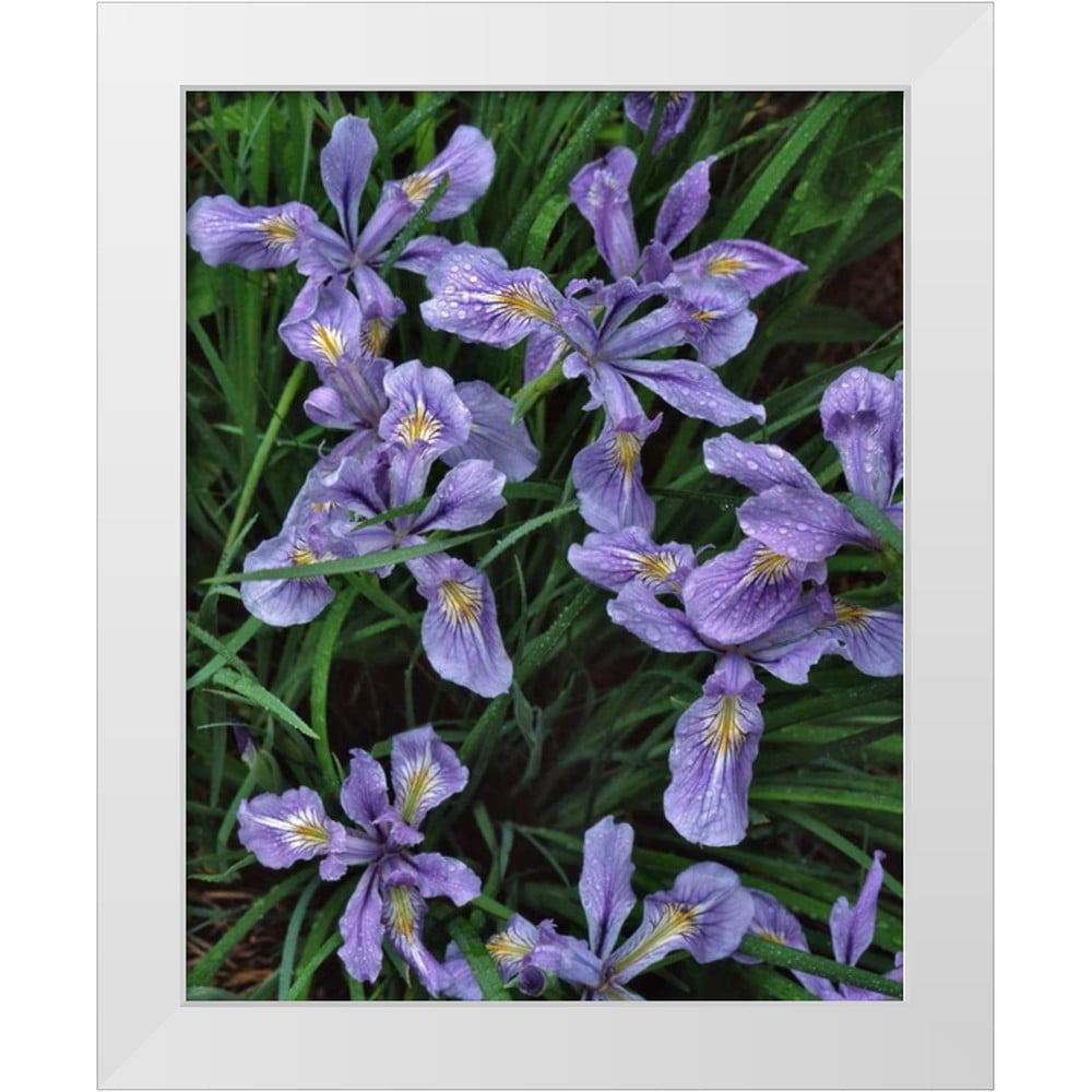 Terrill, Steve 12x14 White Modern Wood Framed Museum Art Print Titled - Oregon, Mt Hood National ...