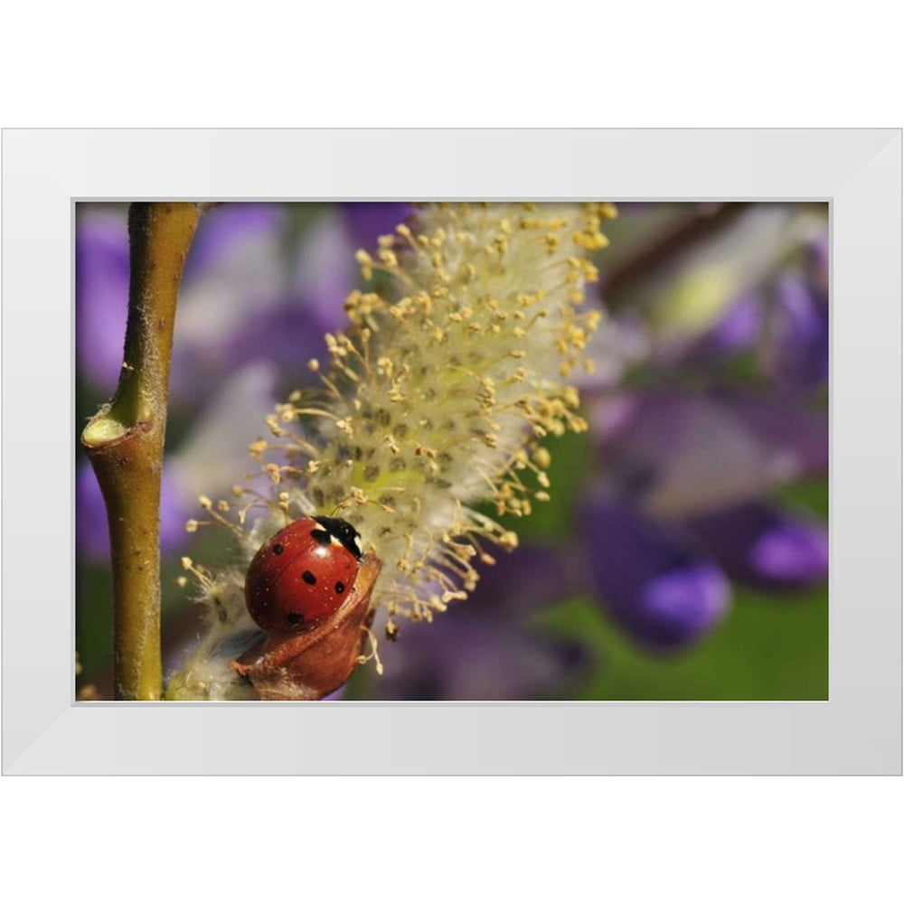 Terrill, Steve 14x11 White Modern Wood Framed Museum Art Print Titled ...