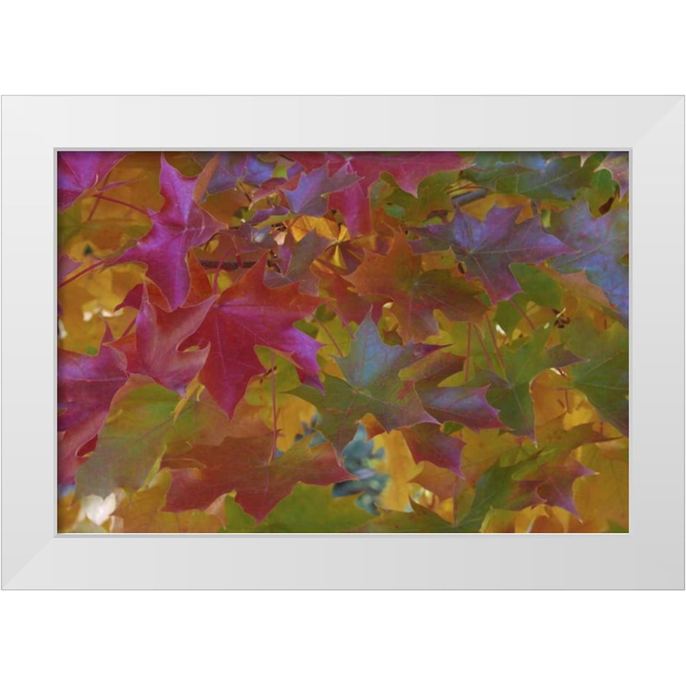 Terrill, Steve 18x13 White Modern Wood Framed Museum Art Print Titled ...