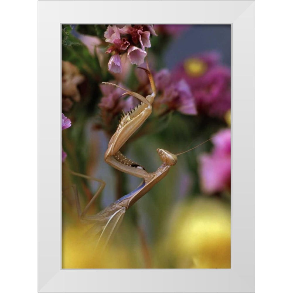 Terrill, Steve 23x32 White Modern Wood Framed Museum Art Print Titled ...