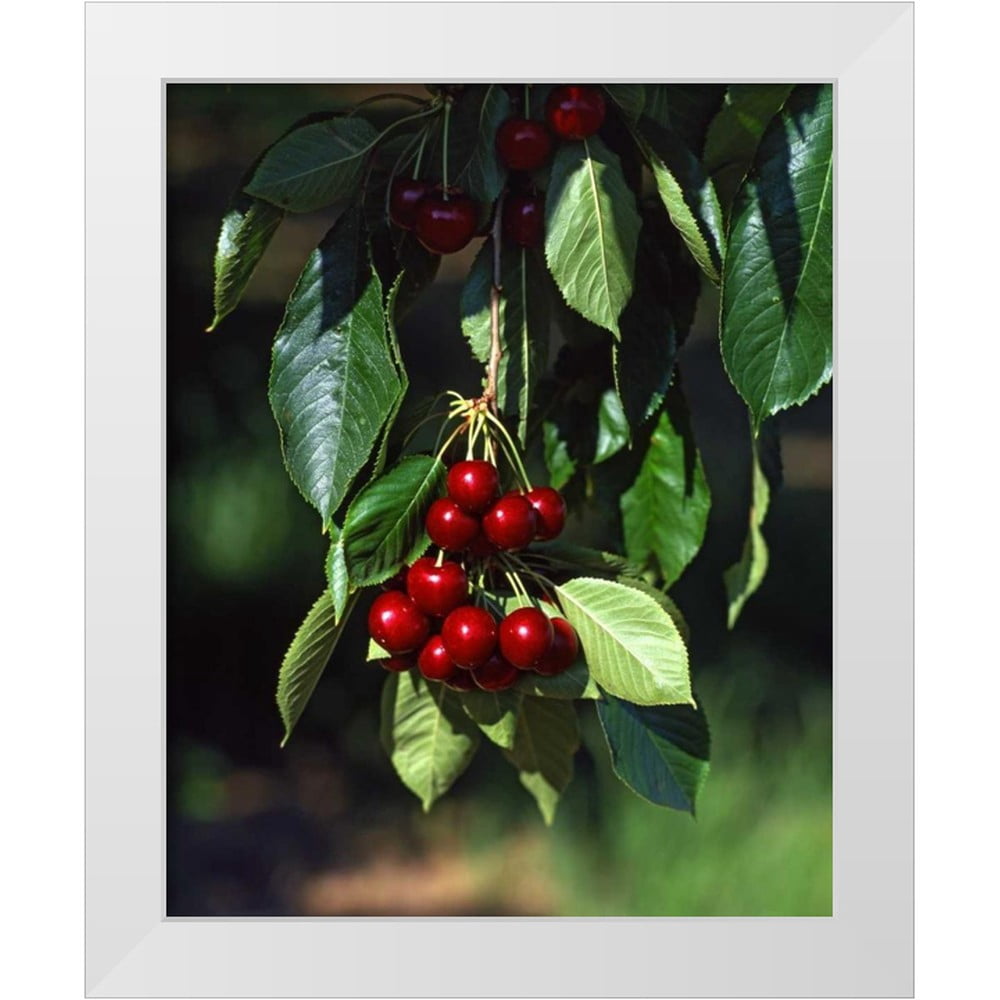 Terrill, Steve 26x32 White Modern Wood Framed Museum Art Print Titled ...