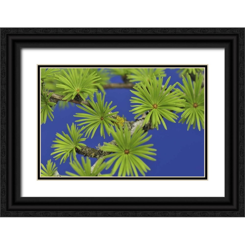 Terrill, Steve 32x23 Black Ornate Wood Framed with Double Matting ...