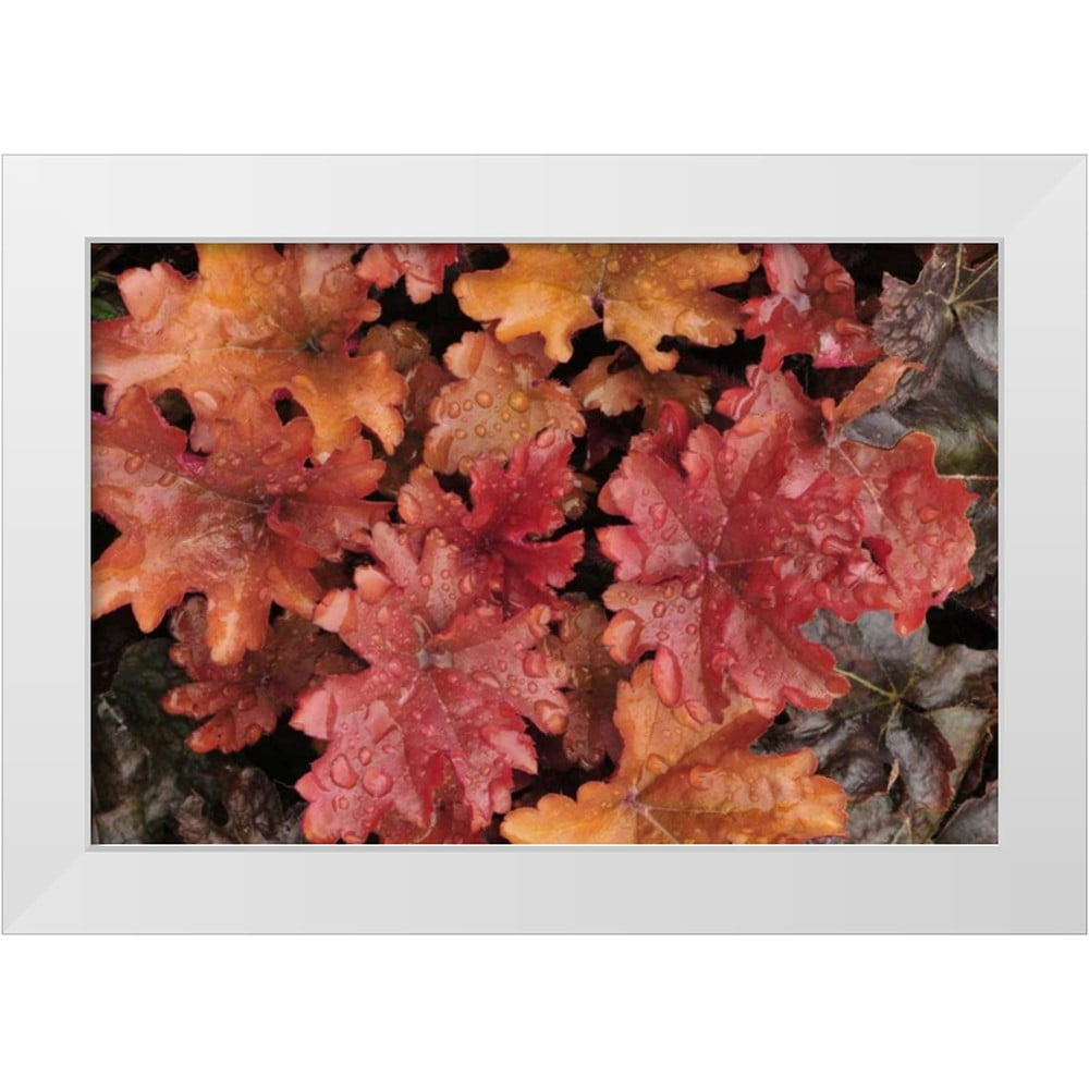 Terrill, Steve 32x23 White Modern Wood Framed Museum Art Print Titled ...