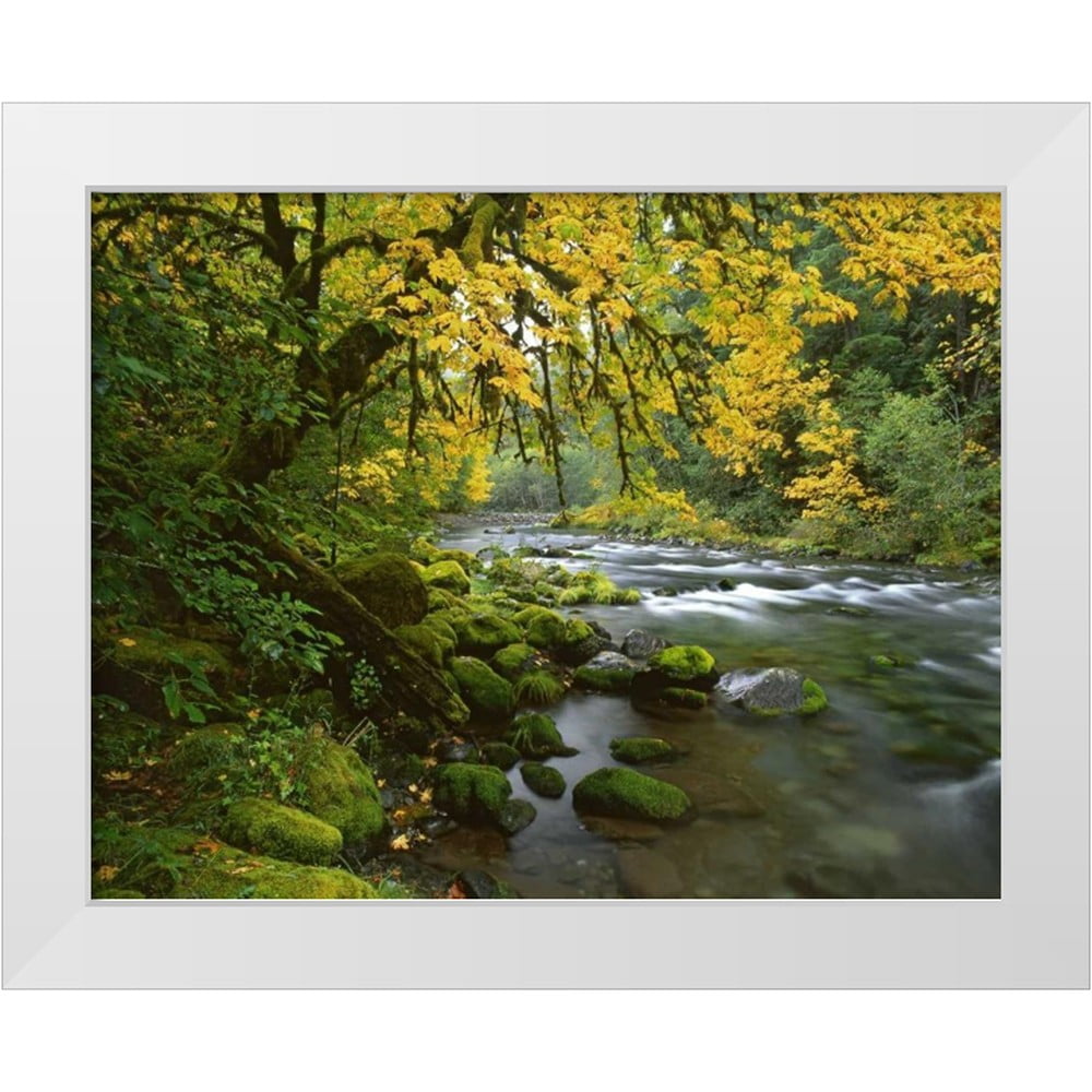 Terrill, Steve 32x26 White Modern Wood Framed Museum Art Print Titled - OR, Willamette Bigleaf ...