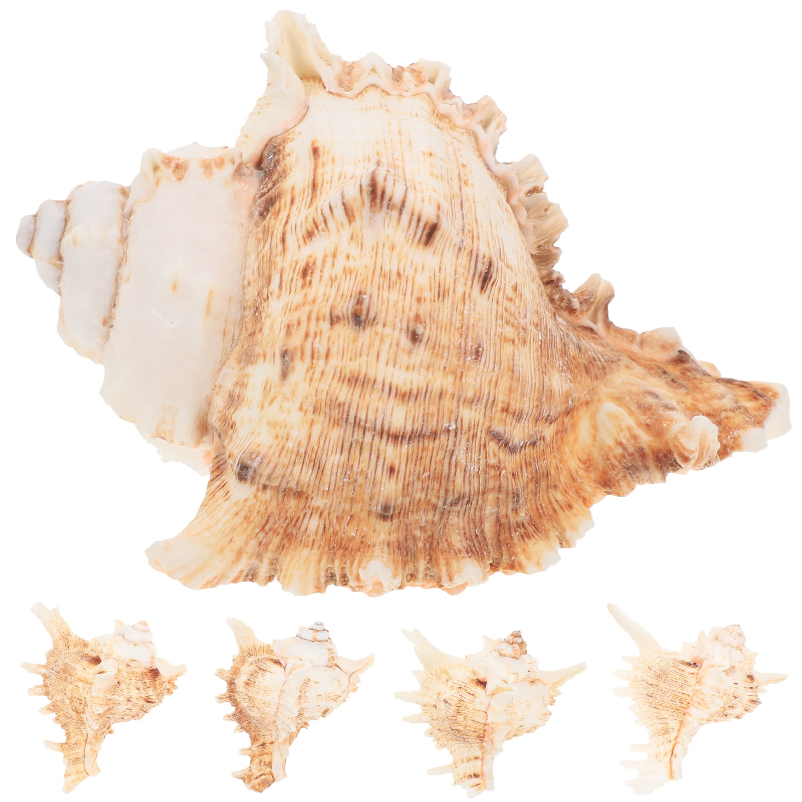 Tersarium 5pcs Conch Shell Decorations Beach Theme Party Fish Tank ...