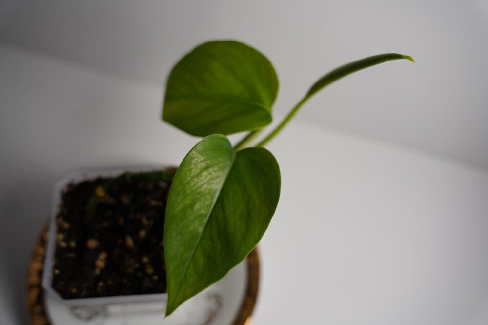 Teruno Amazon Pothos / Epipremnum aureum Japan / Exact Plant / US ...