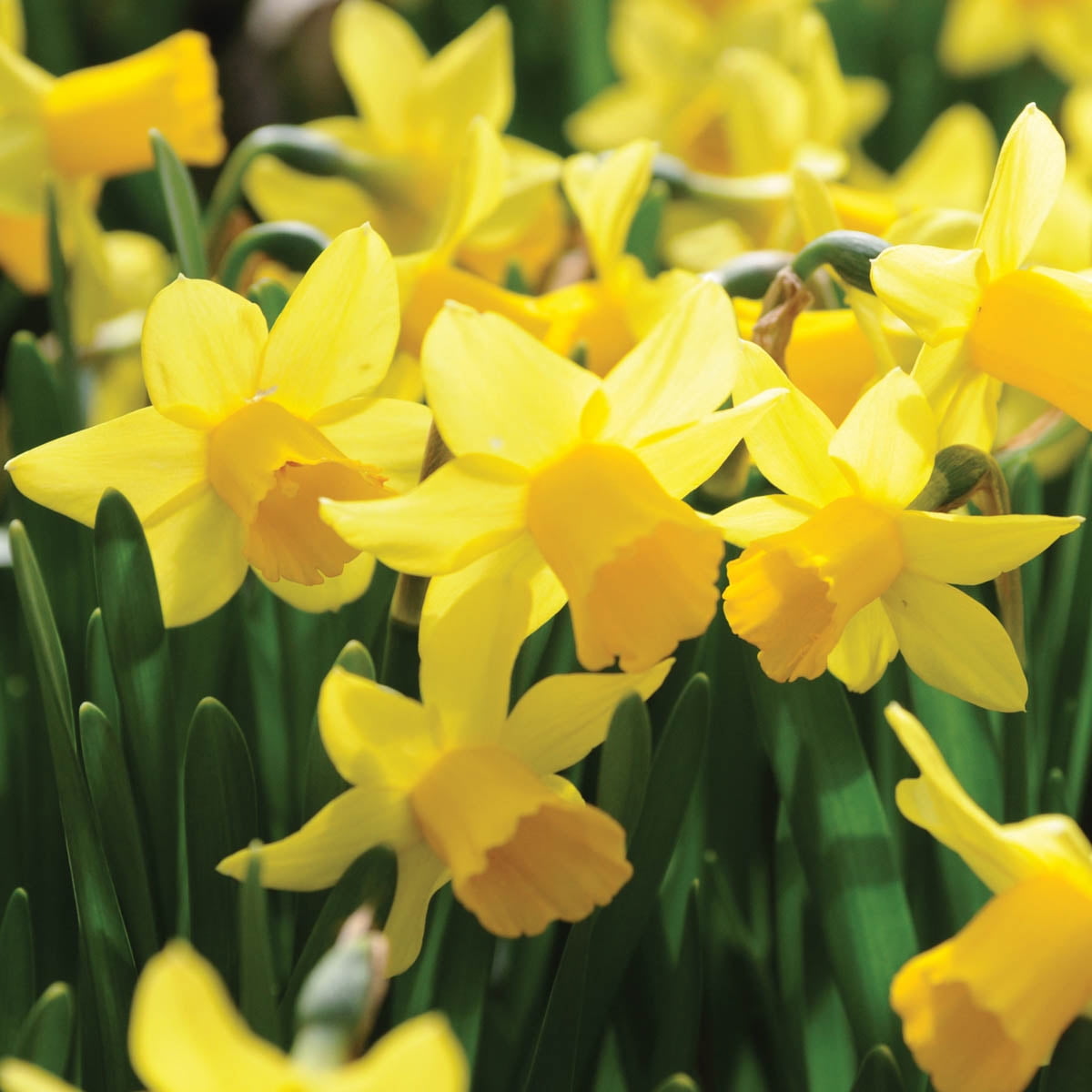 Tete A Tete Daffodil Dormant Spring Flowering Bulbs 25 Pack - Walmart.com