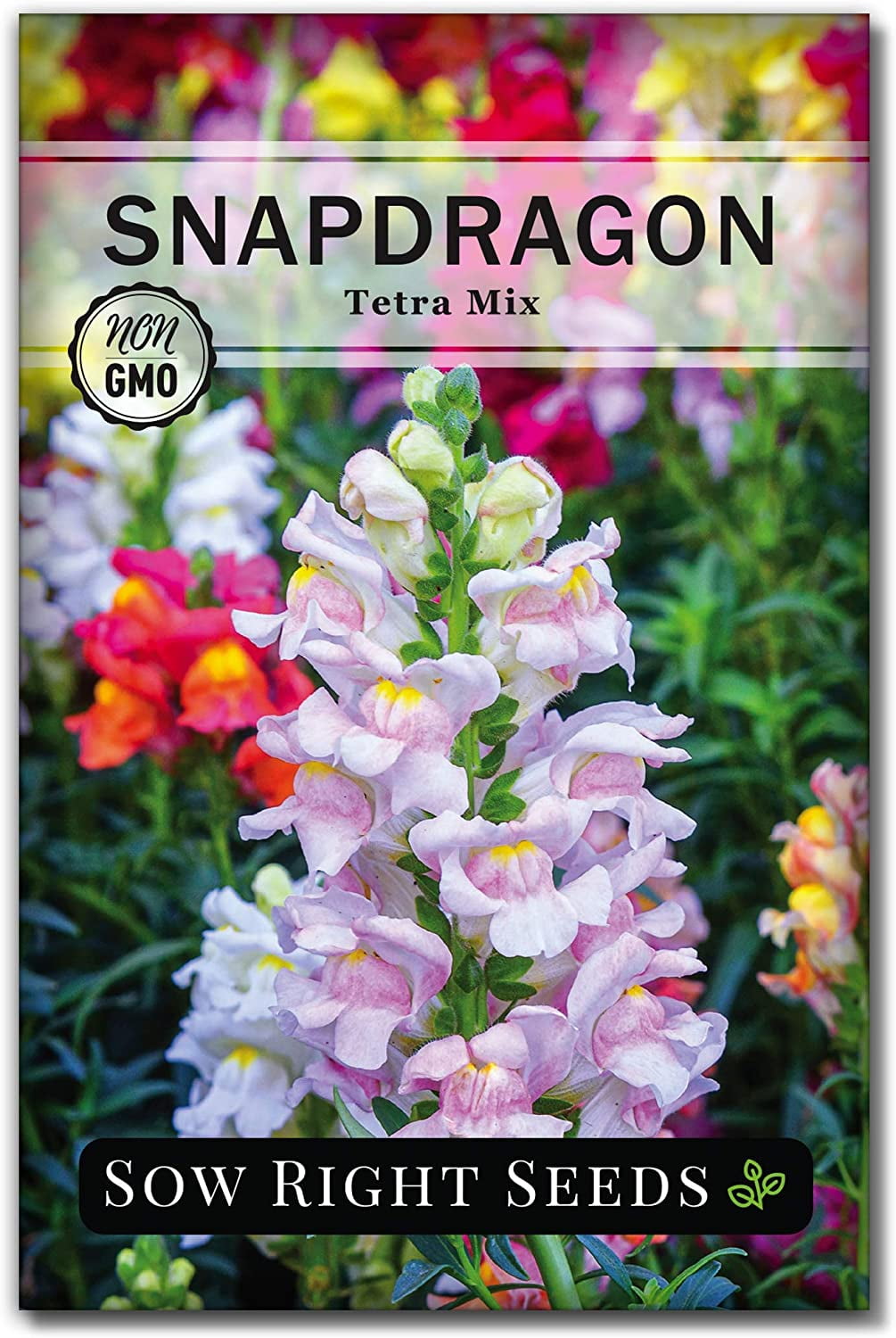 - Tetra Mix Snapdragon Flower Seeds for Planting - Non-GMO Heirloom ...