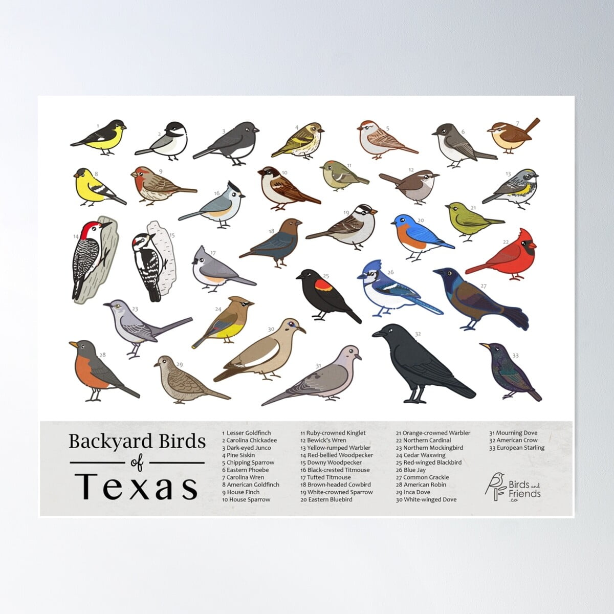 Texas - Backyard Birds Of Texas Field Guide Print - Bird Art Print ...