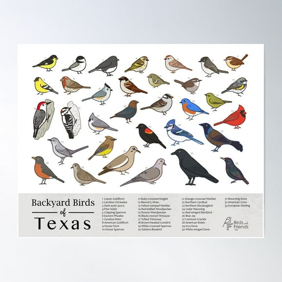 Dapper Swallows in Flight Poster: Whimsical Animal Print 16x24 UNFRAMED ...