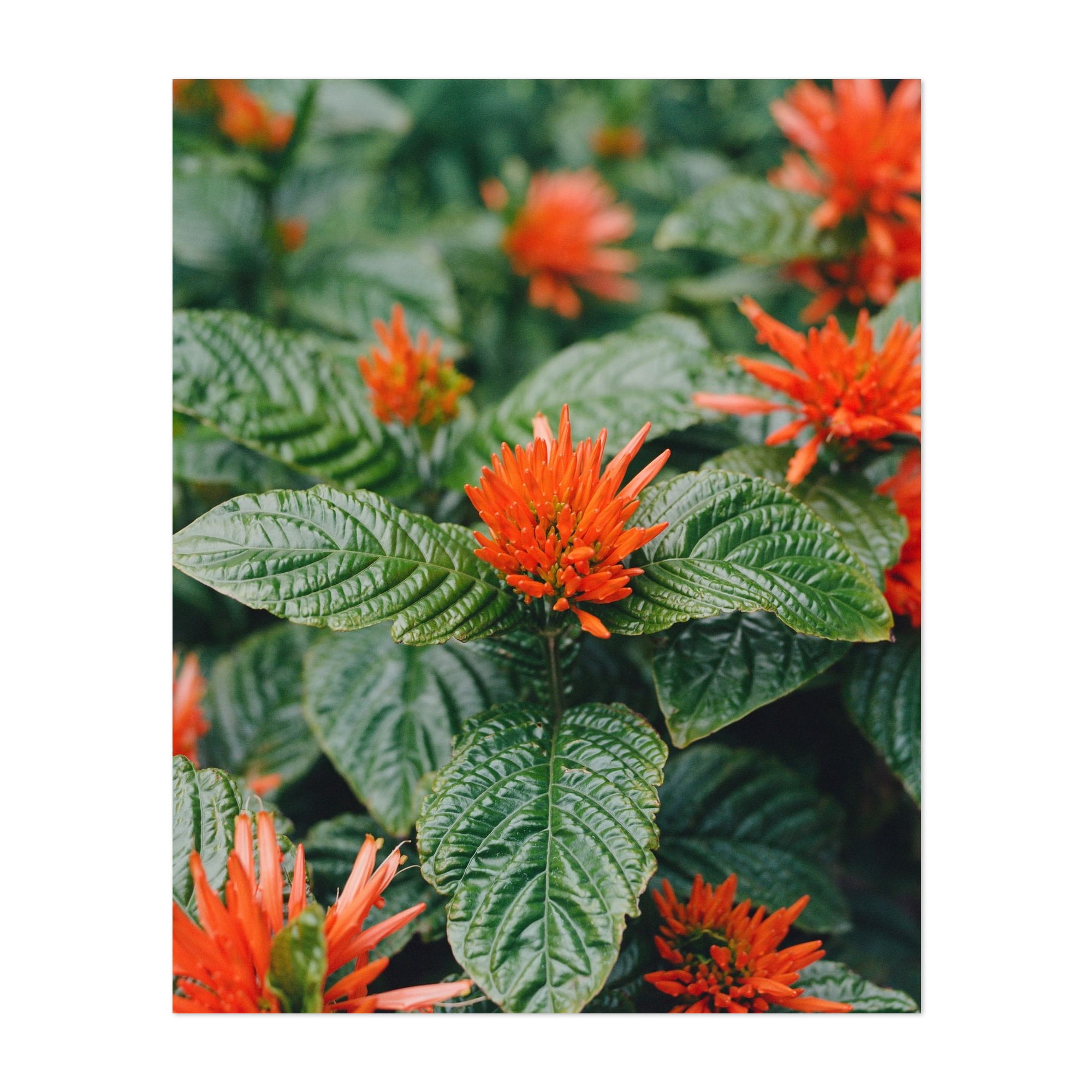 Texas Blooms - Austin Texas Photography Flowers Botanical Floral Garden ...