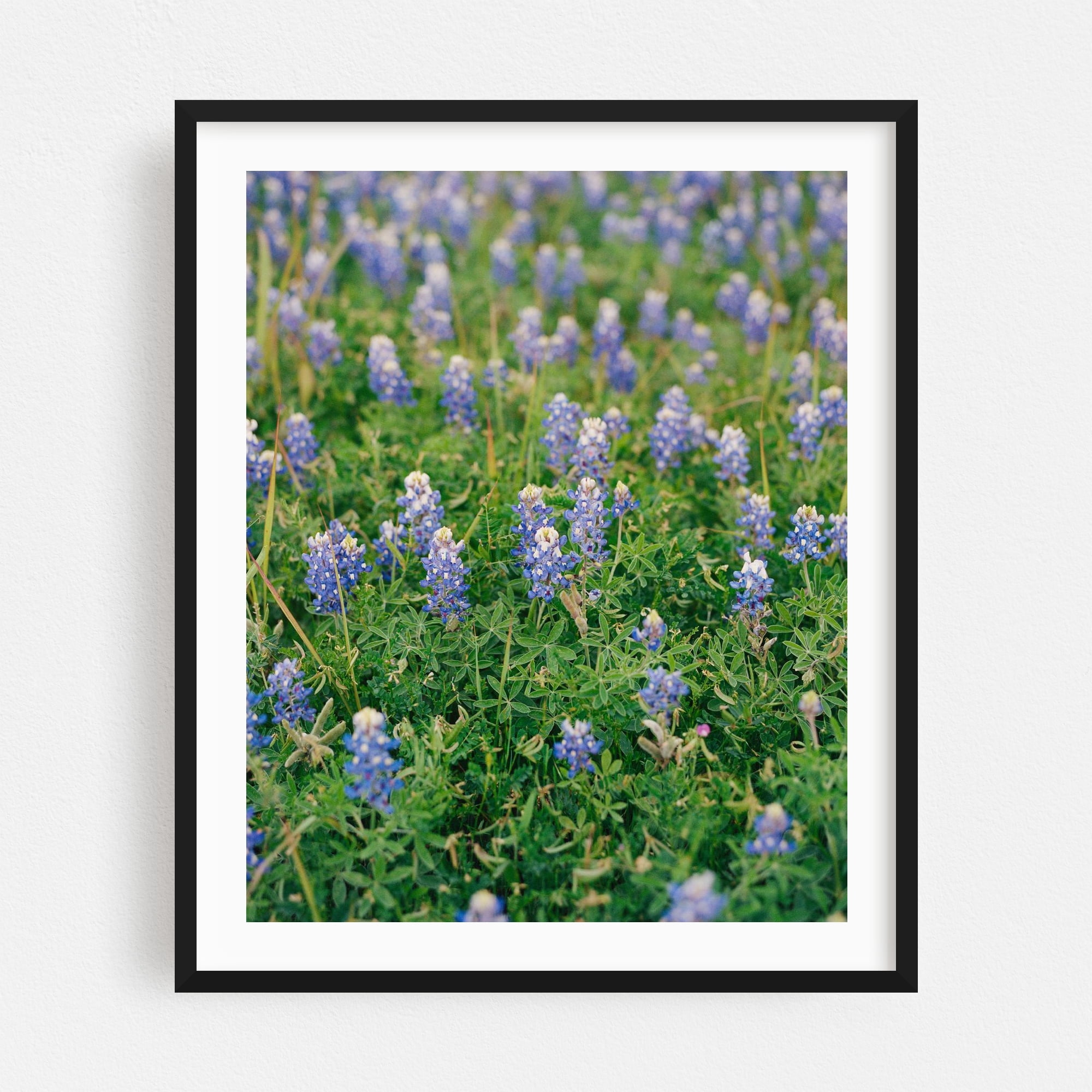 Texas Bluebonnet Field - Austin Texas Photography Flowers Floral Nature ...