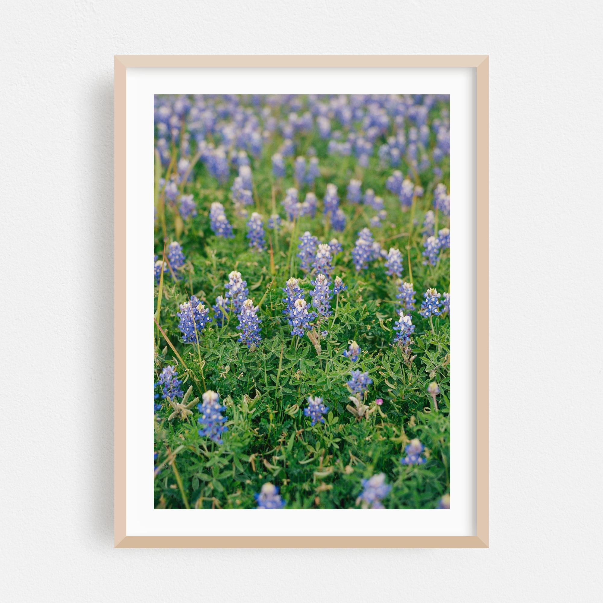 Texas Bluebonnet Field - Austin Texas Photography Flowers Floral Nature ...