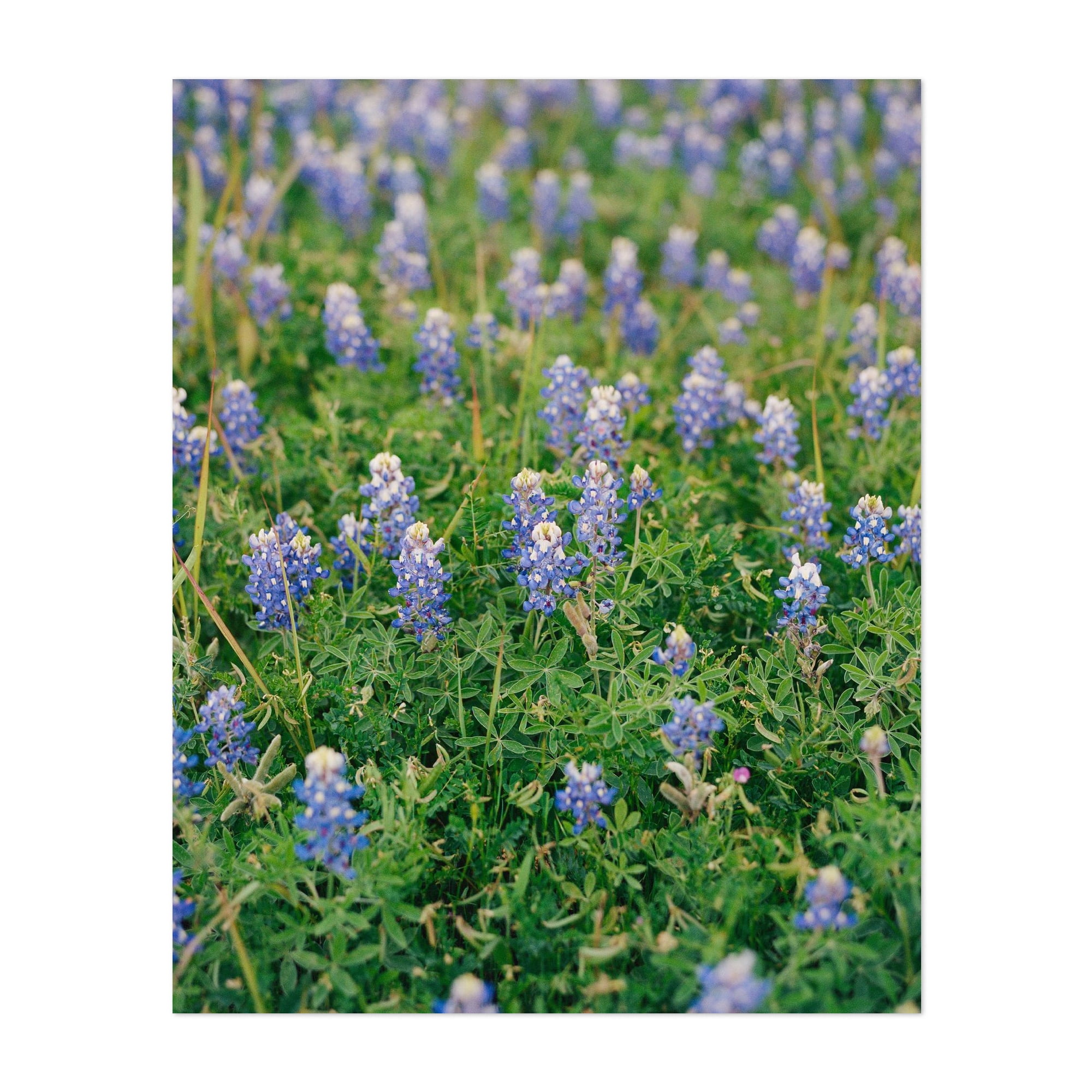 Texas Bluebonnet Field - Austin Texas Photography Flowers Floral Nature ...